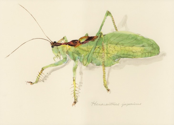 虫の譜｜ウマオイ（ハヤシノウマオイ） Hexacentrus japonicus | アパートメント